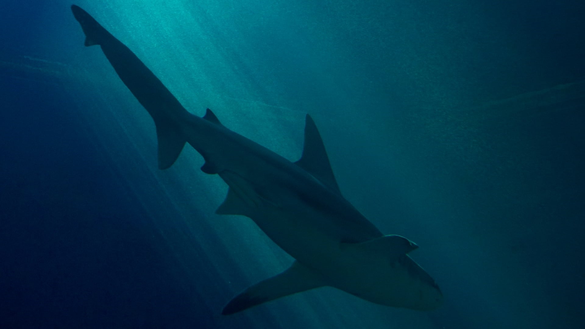 Cientistas descobrem como tubarão-azul consegue mudar de cor