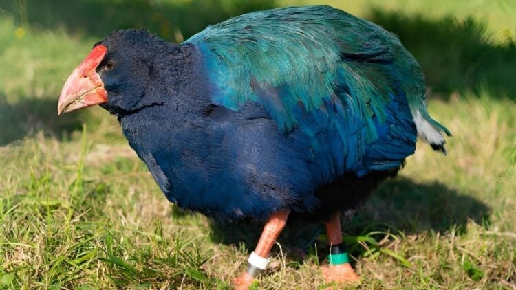 Animal extinto há mais de 100 anos ressurge e assusta biólogos