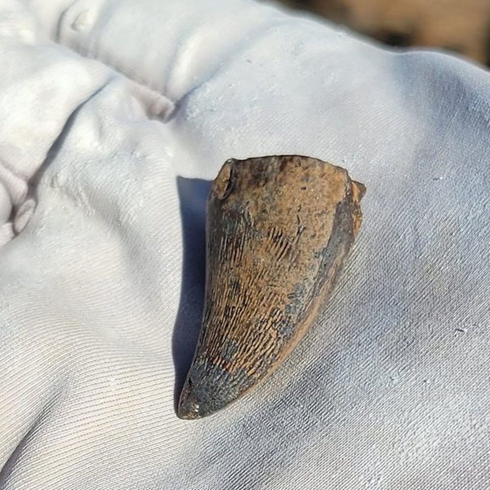 Monstro marinho pré-histórico pode acabar com todos animais