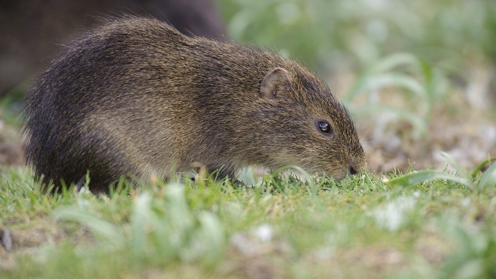 Animal mais raro do mundo vive no Brasil e tem apenas 40 indivíduos