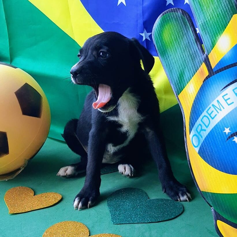 Com temática da Copa, evento de adoção de animais acontece neste sábado
