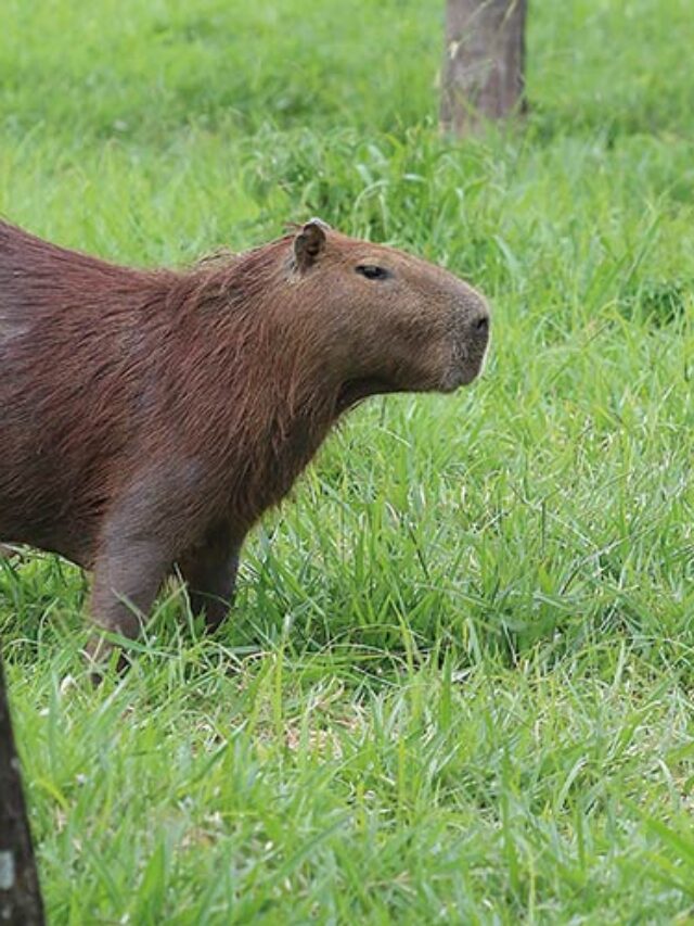 Confira curiosidades sobre a capivara - Tribuna de Minas