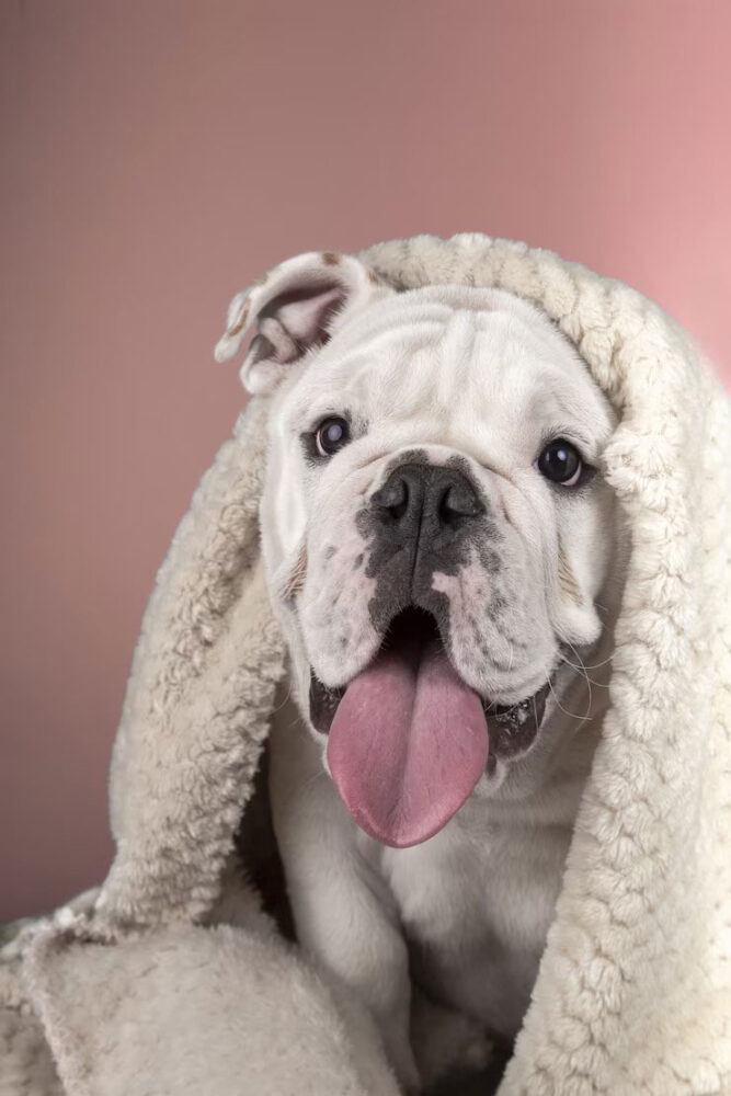 Confira seis dicas para identificar se seu cachorro está com frio