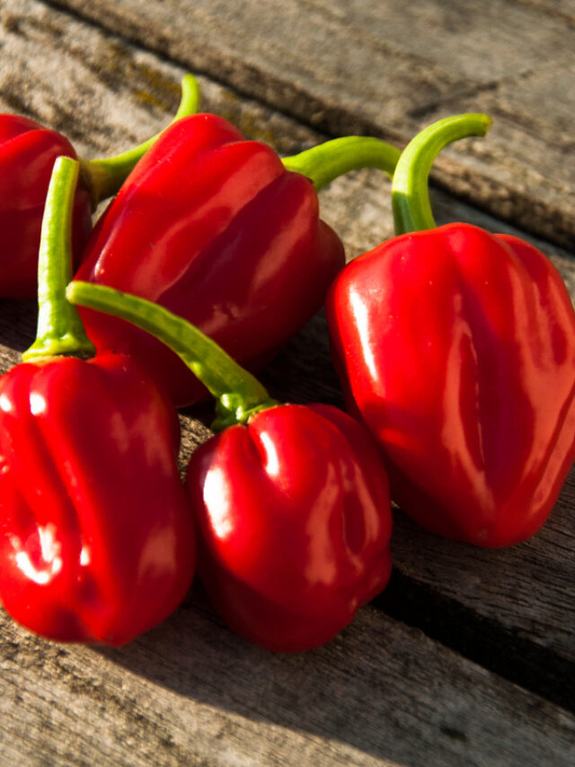 Conheça os benefícios para a saúde proporcionados pela pimenta ...