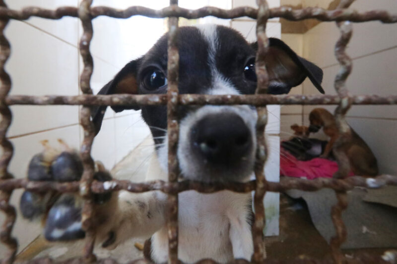 Canil Municipal passa por reforma com ampliação da capacidade