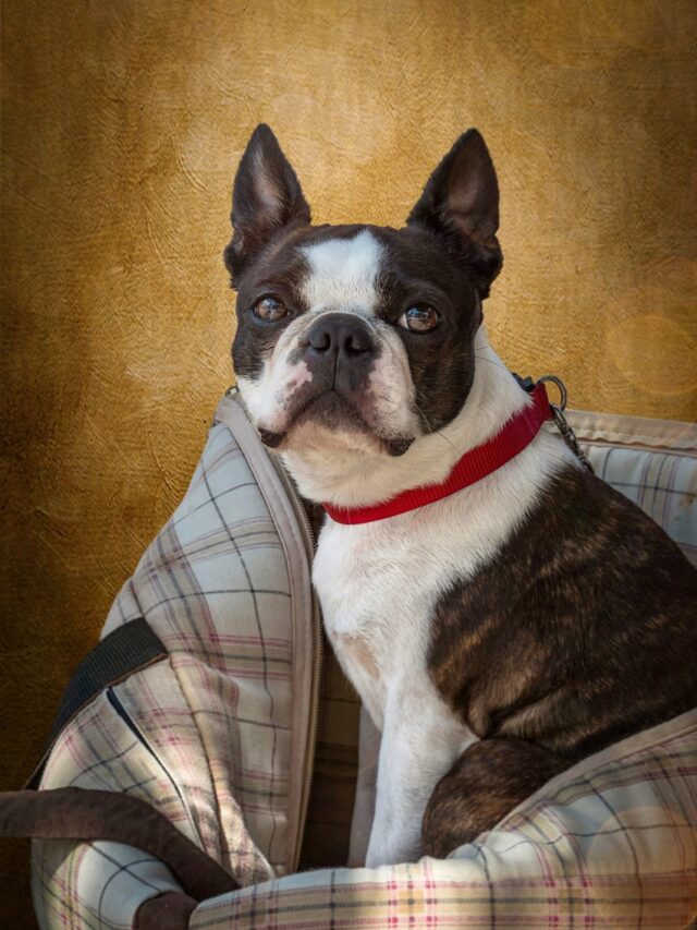 6 diferenças entre as raças buldogue francês e boston terrier - Tribuna ...