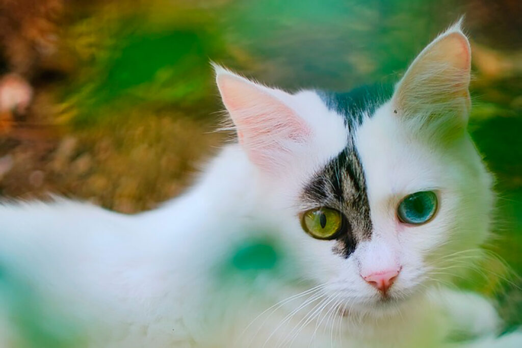 Conheça 4 características do gato da raça khao manee