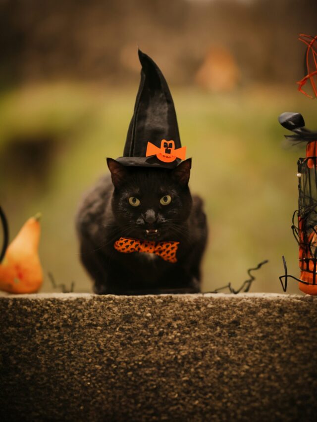 8 nomes de personagens de Harry Potter para o seu gato - Tribuna de Minas