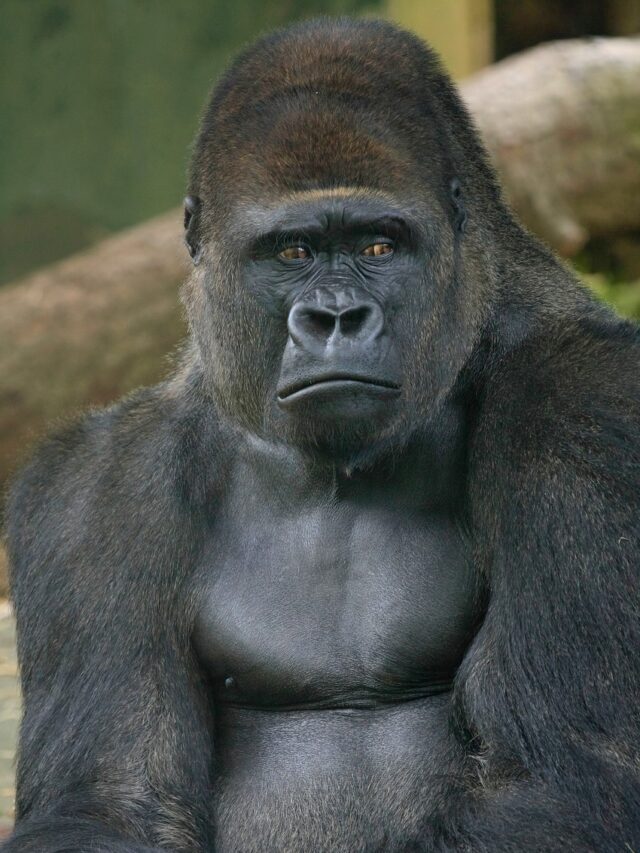 Gorila: 7 curiosidades sobre o maior primata do mundo - Tribuna de Minas