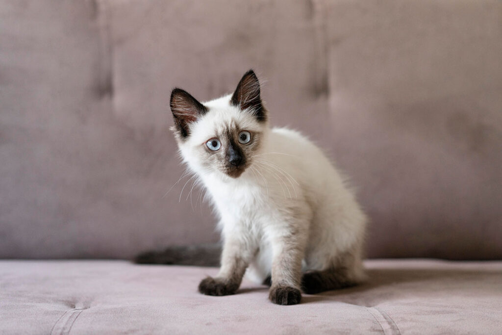 Saiba 4 características do gato da raça balinês