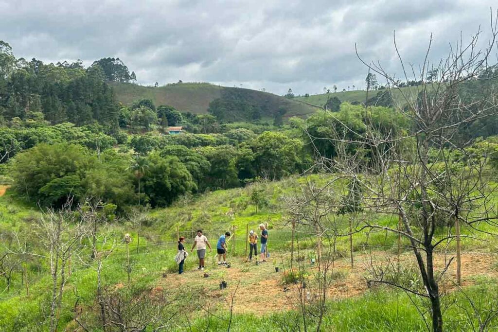 Voluntários plantam mais de 5 mil árvores em reserva da Mata Atlântica