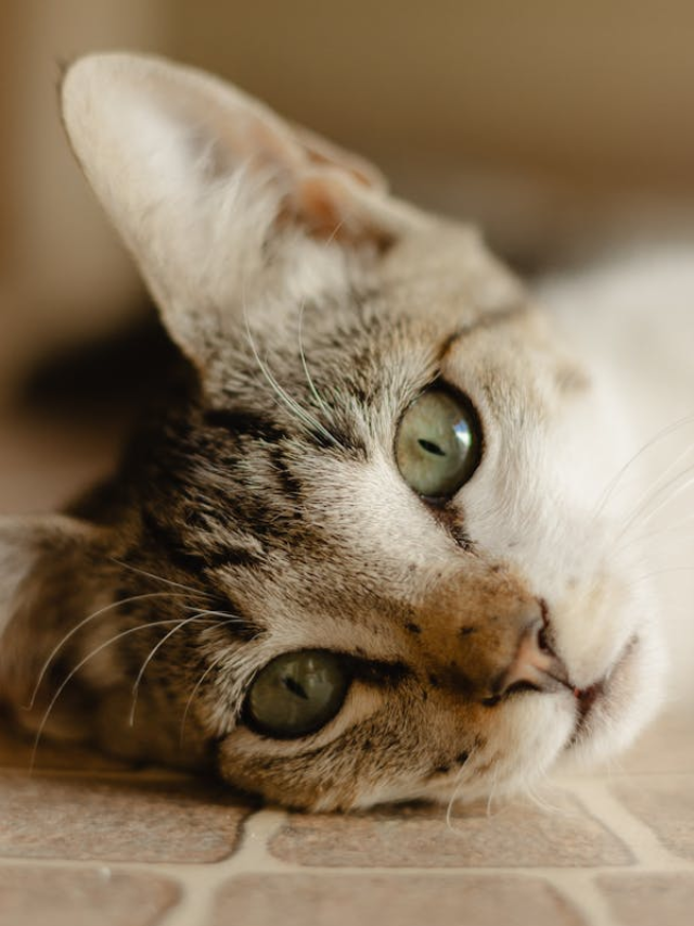 4 características do gato da raça mist australiano - Tribuna de Minas