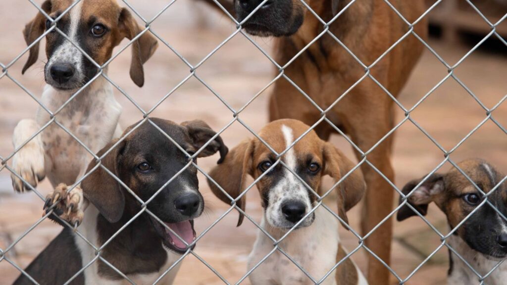 Saiba como reconhecer e denunciar maus tratos contra animais