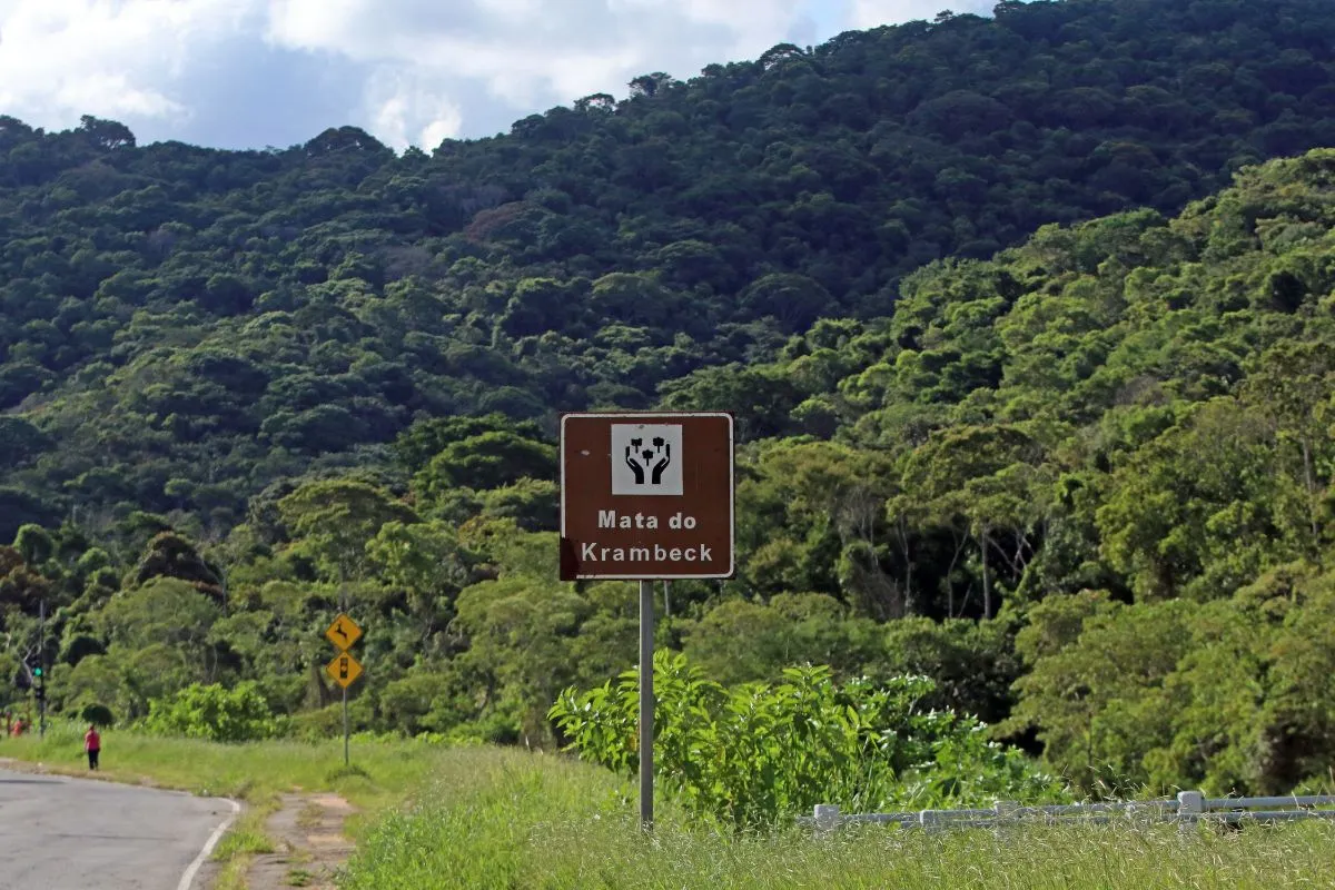 Predominante em JF, Mata Atlântica tem menos de 10% da área total ...